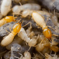 Reyna ng ANAY | Queen of TERMITES – ELTORS CERTIFIED PESTCONTROL SERVICES